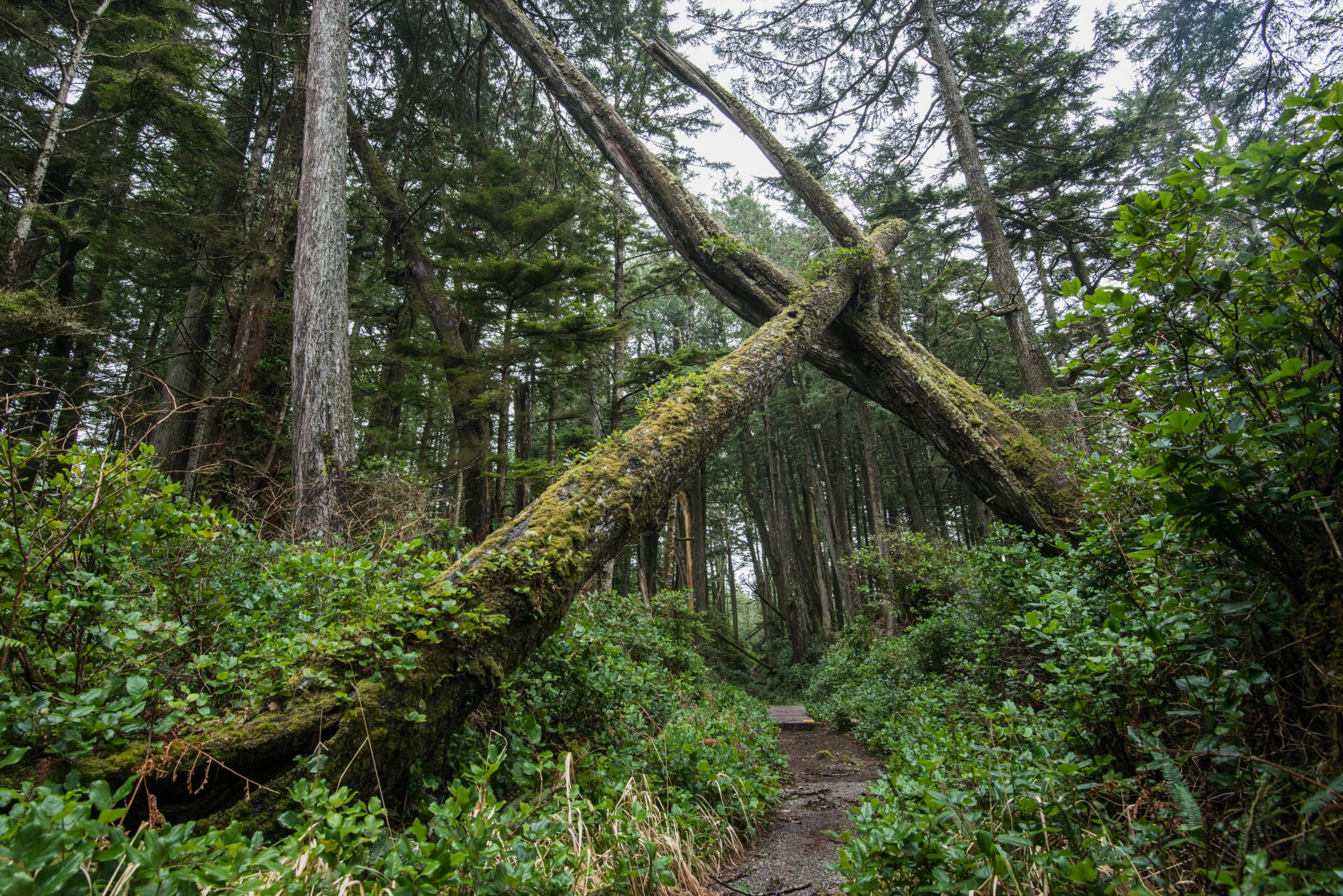 Pachena Bay & Bamfield | Pachena Bay Campground